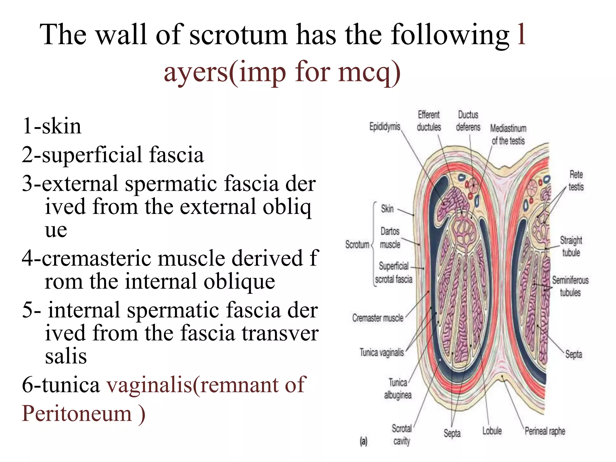 24-Scrotal_Swelling.pptx