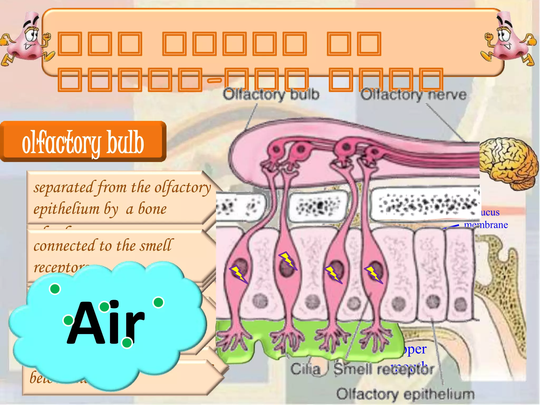 24. sense organs | PPTX