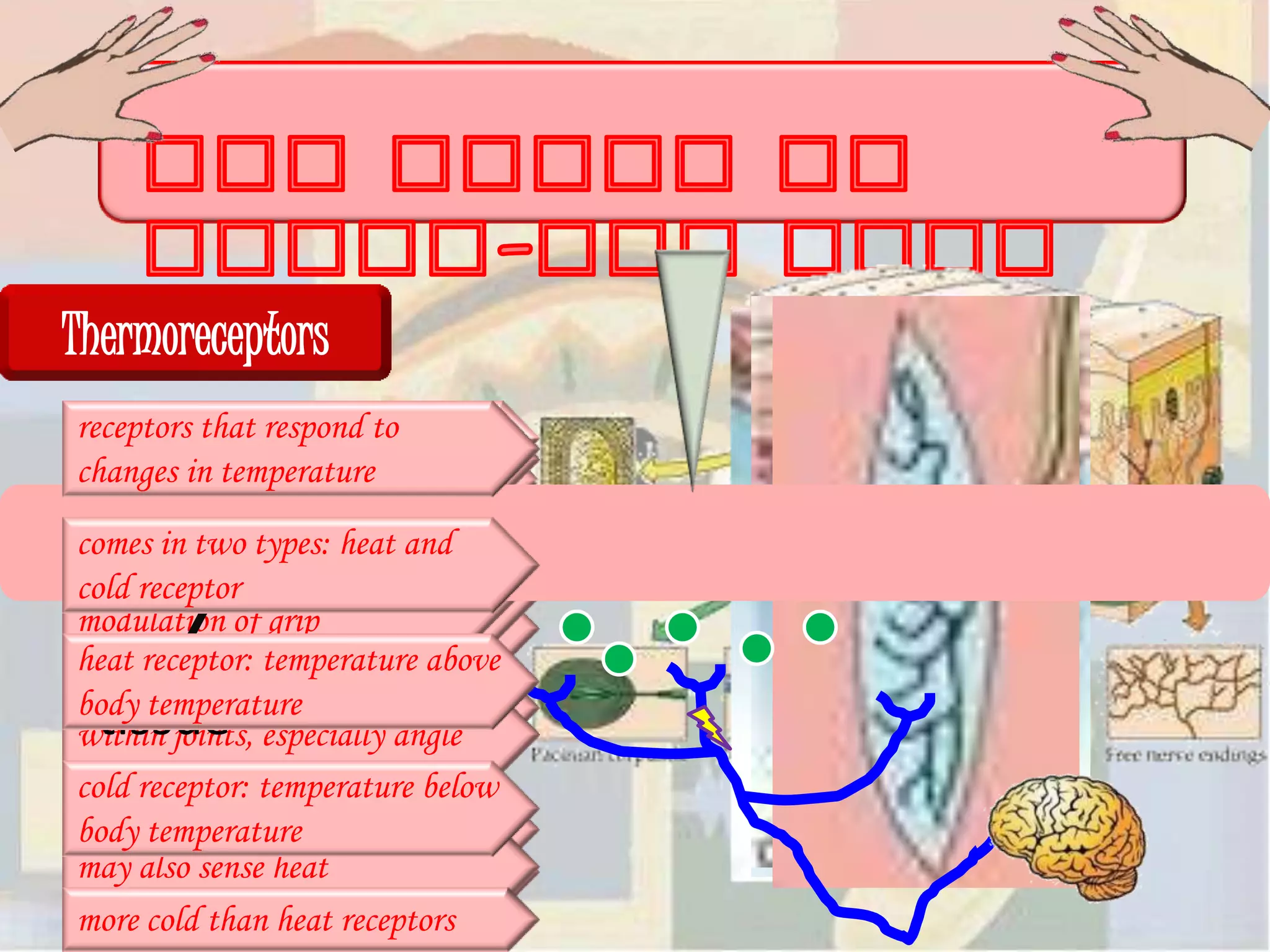 24. sense organs | PPTX