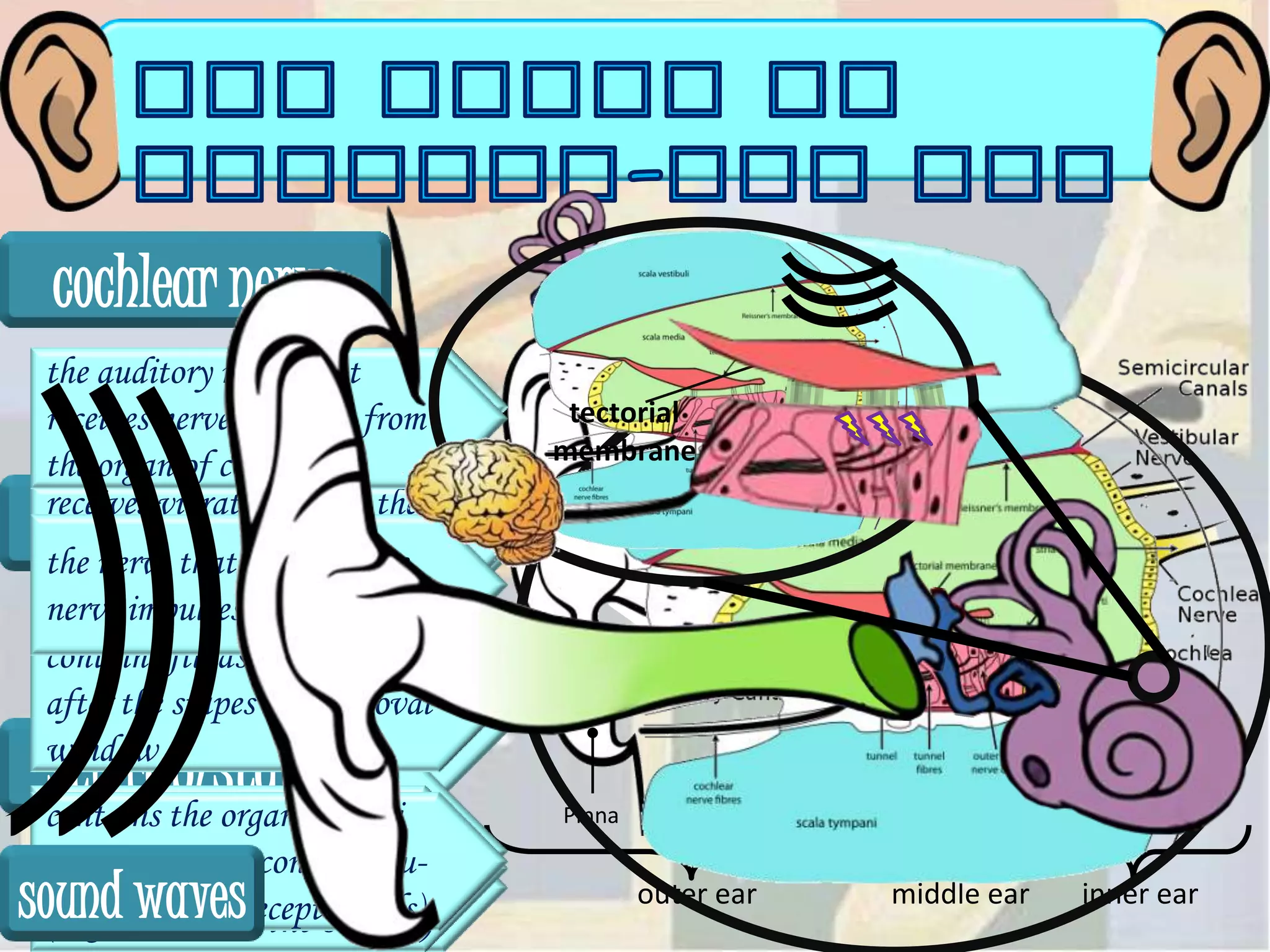 24. sense organs | PPTX