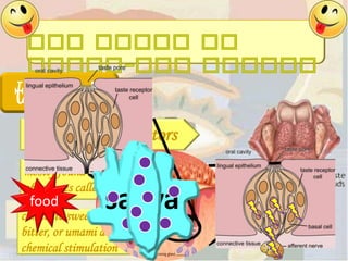 24. sense organs | PPTX