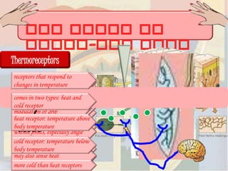 24. sense organs | PPTX