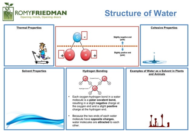 Structure of water | PDF | Chemistry | Science
