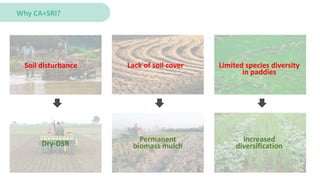 2401 Compatibility between Conservation Agriculture (CA) and the System ...