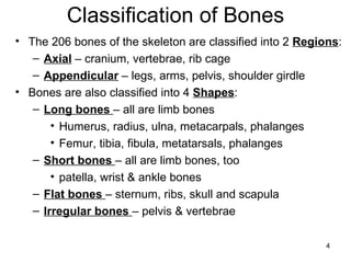 2401 lecture05 ch 6 bones and bone tissue for class and web | PPT