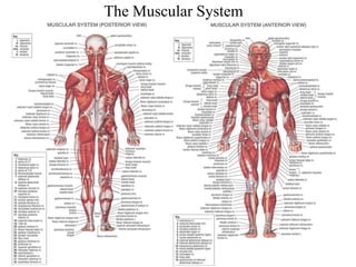 240333162-The-Muscular-System-by-Group-5.ppt