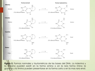 Mutagénesis “Hidroxilamina como agente mutagénico para Neurospora ...