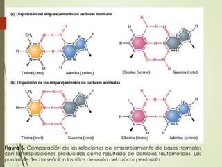 Mutagénesis “Hidroxilamina como agente mutagénico para Neurospora ...