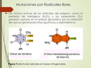 Mutagénesis “Hidroxilamina como agente mutagénico para Neurospora ...