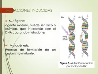 Mutagénesis “Hidroxilamina como agente mutagénico para Neurospora ...