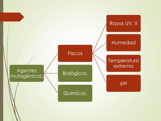Mutagénesis “Hidroxilamina como agente mutagénico para Neurospora ...