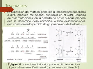 Mutagénesis “Hidroxilamina como agente mutagénico para Neurospora ...