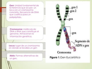 Mutagénesis “Hidroxilamina como agente mutagénico para Neurospora ...
