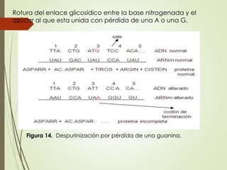 Mutagénesis “Hidroxilamina como agente mutagénico para Neurospora ...