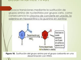 Mutagénesis “Hidroxilamina como agente mutagénico para Neurospora ...