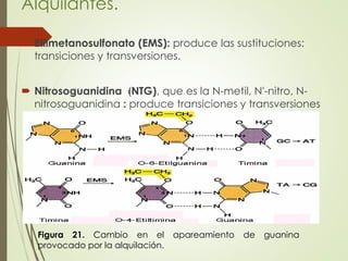 Mutagénesis “Hidroxilamina como agente mutagénico para Neurospora ...