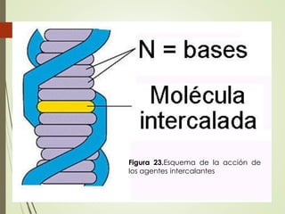 Mutagénesis “Hidroxilamina como agente mutagénico para Neurospora ...