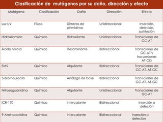 Mutagénesis “Hidroxilamina como agente mutagénico para Neurospora ...