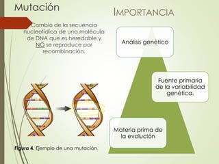 Mutagénesis “Hidroxilamina como agente mutagénico para Neurospora ...