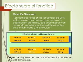 Mutagénesis “Hidroxilamina como agente mutagénico para Neurospora ...
