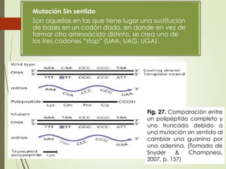 Mutagénesis “Hidroxilamina como agente mutagénico para Neurospora ...