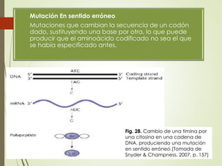 Mutagénesis “Hidroxilamina como agente mutagénico para Neurospora ...