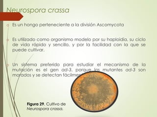 Mutagénesis “Hidroxilamina como agente mutagénico para Neurospora ...