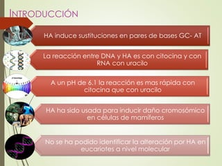 Mutagénesis “Hidroxilamina como agente mutagénico para Neurospora ...