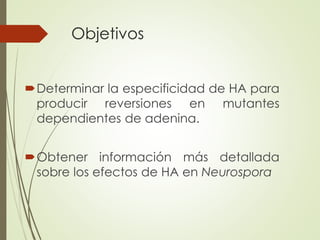 Mutagénesis “Hidroxilamina como agente mutagénico para Neurospora ...