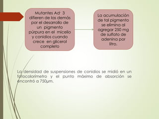 Mutagénesis “Hidroxilamina como agente mutagénico para Neurospora ...