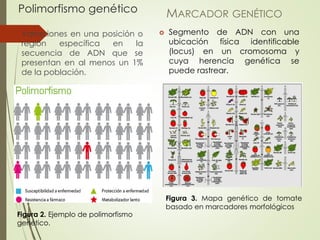 Mutagénesis “Hidroxilamina como agente mutagénico para Neurospora ...