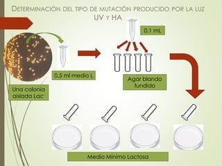 Mutagénesis “Hidroxilamina como agente mutagénico para Neurospora ...