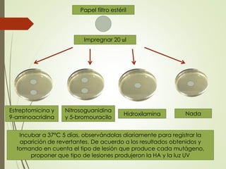 Mutagénesis “Hidroxilamina como agente mutagénico para Neurospora ...