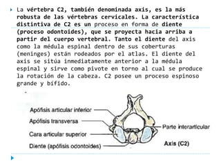 240424298-Columna-Vertebral-2.pdf