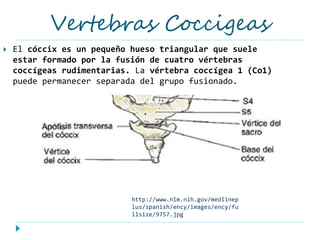 240424298-Columna-Vertebral-2.pdf