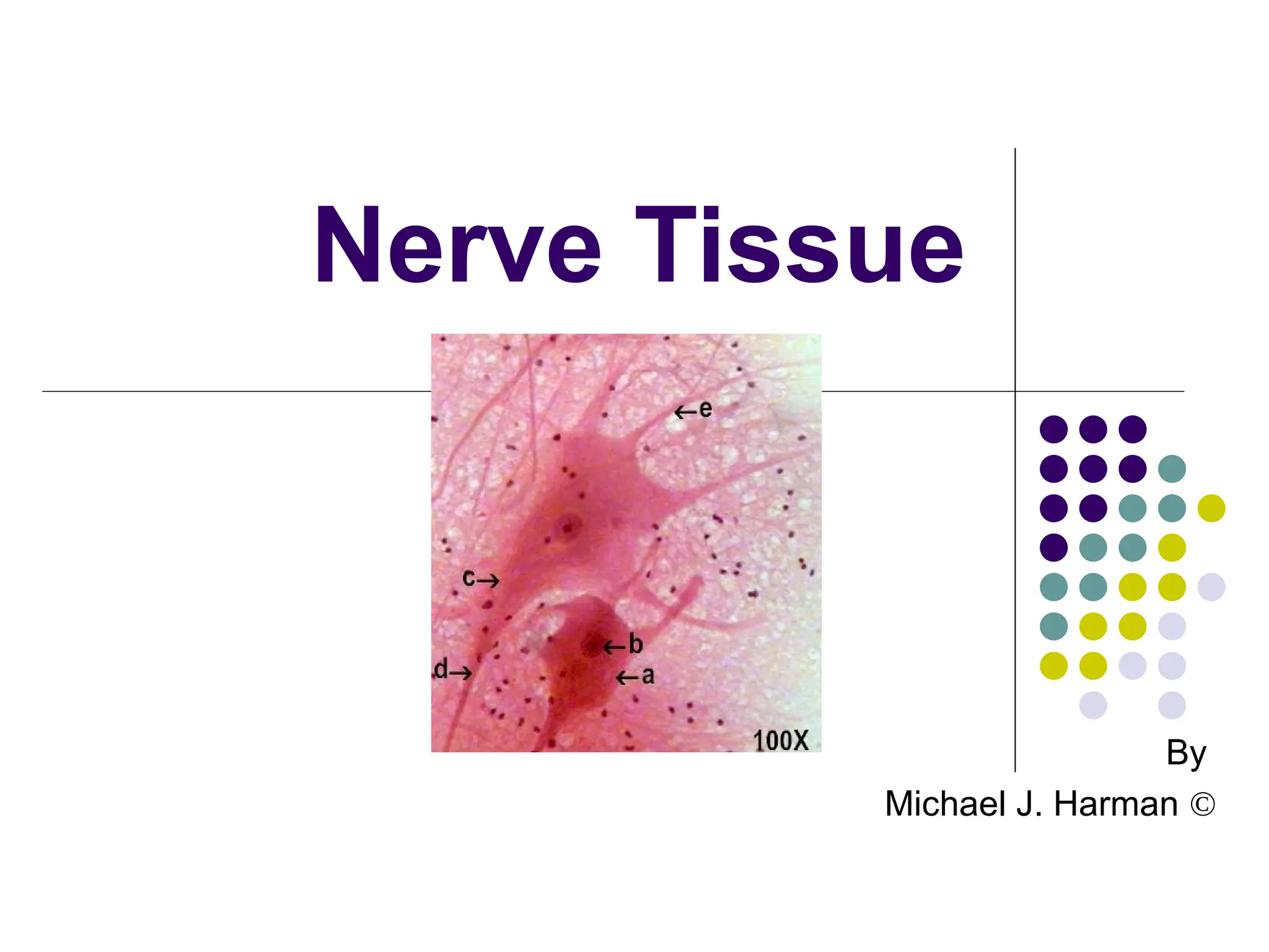 Histology of nervous system: a describe about nervous | PPT