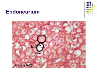 Histology of nervous system: a describe about nervous | PPT
