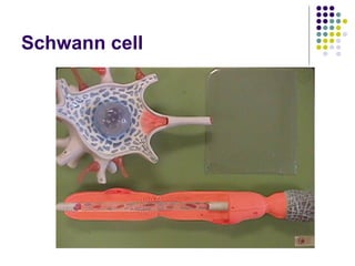 Histology of nervous system: a describe about nervous | PPT