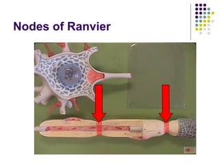 Histology of nervous system: a describe about nervous | PPT