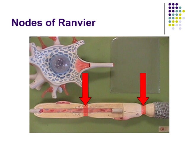 Histology of nervous system: a describe about nervous | PPT