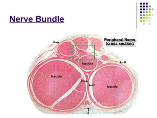 Histology of nervous system: a describe about nervous | PPT