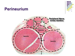 Histology of nervous system: a describe about nervous | PPT