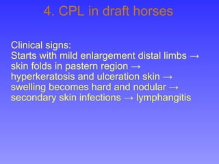 CPL in draft horses | PPT