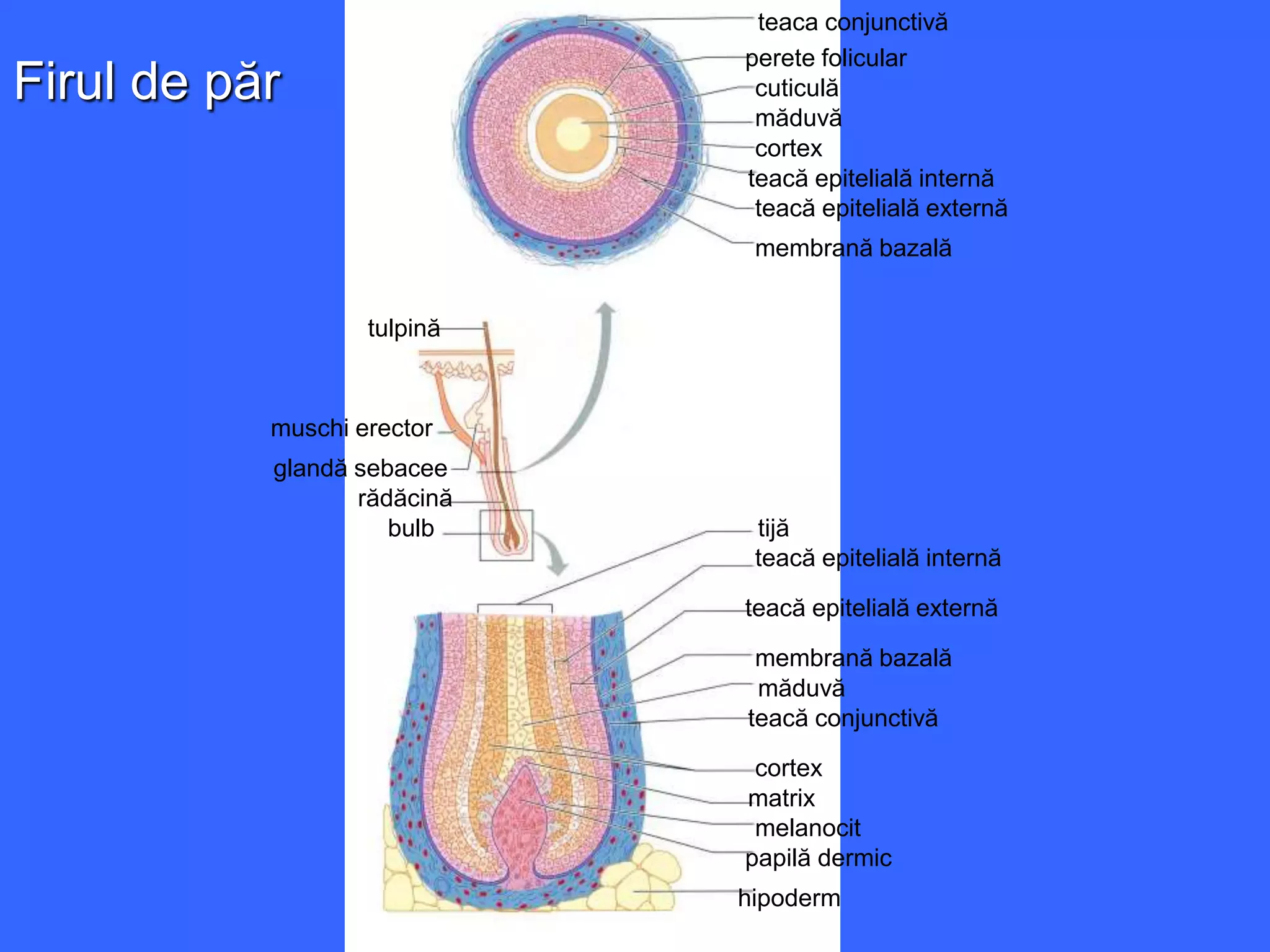 sistemul-tegumentar-ppt | PPT