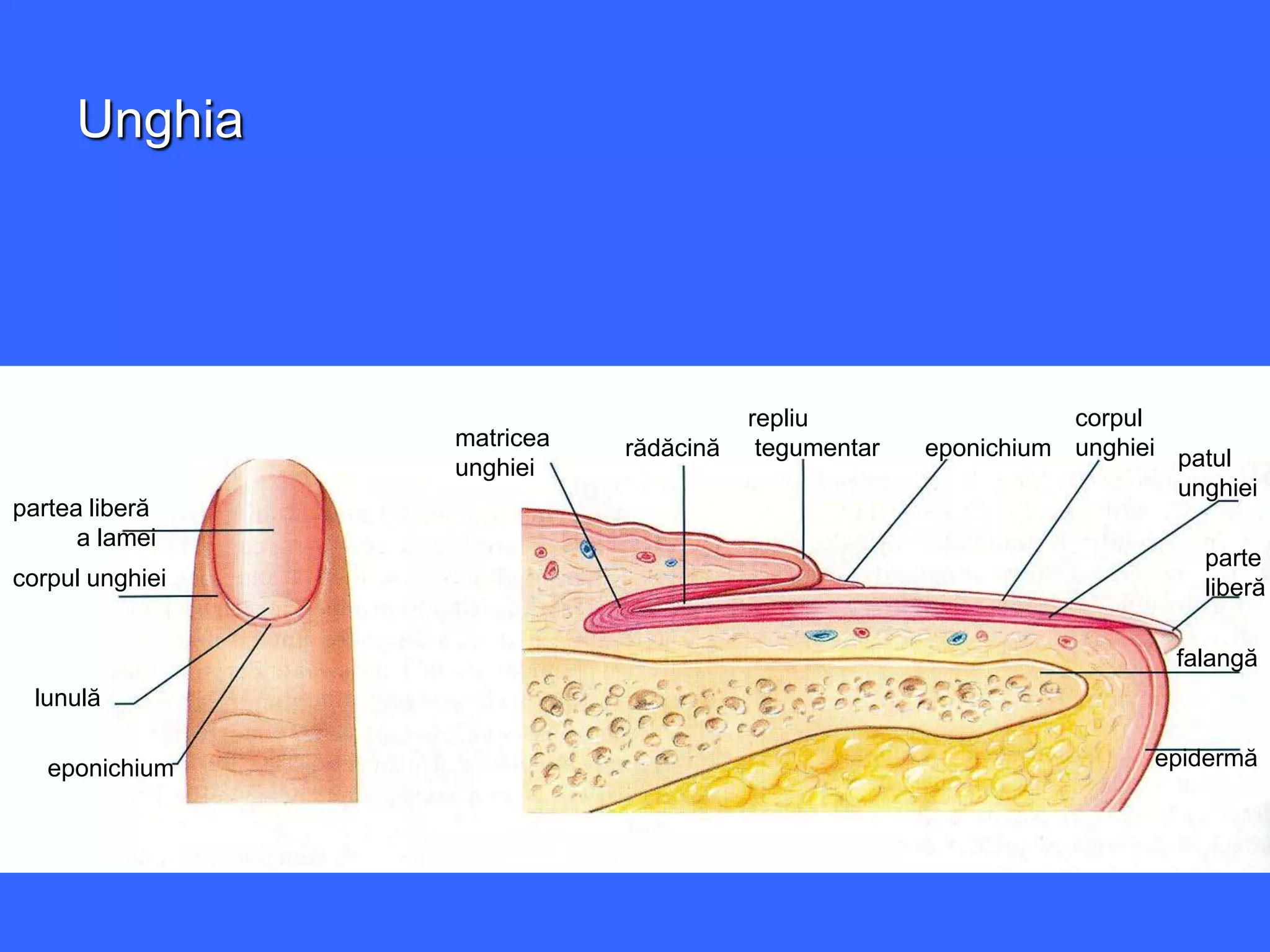 sistemul-tegumentar-ppt | PPT