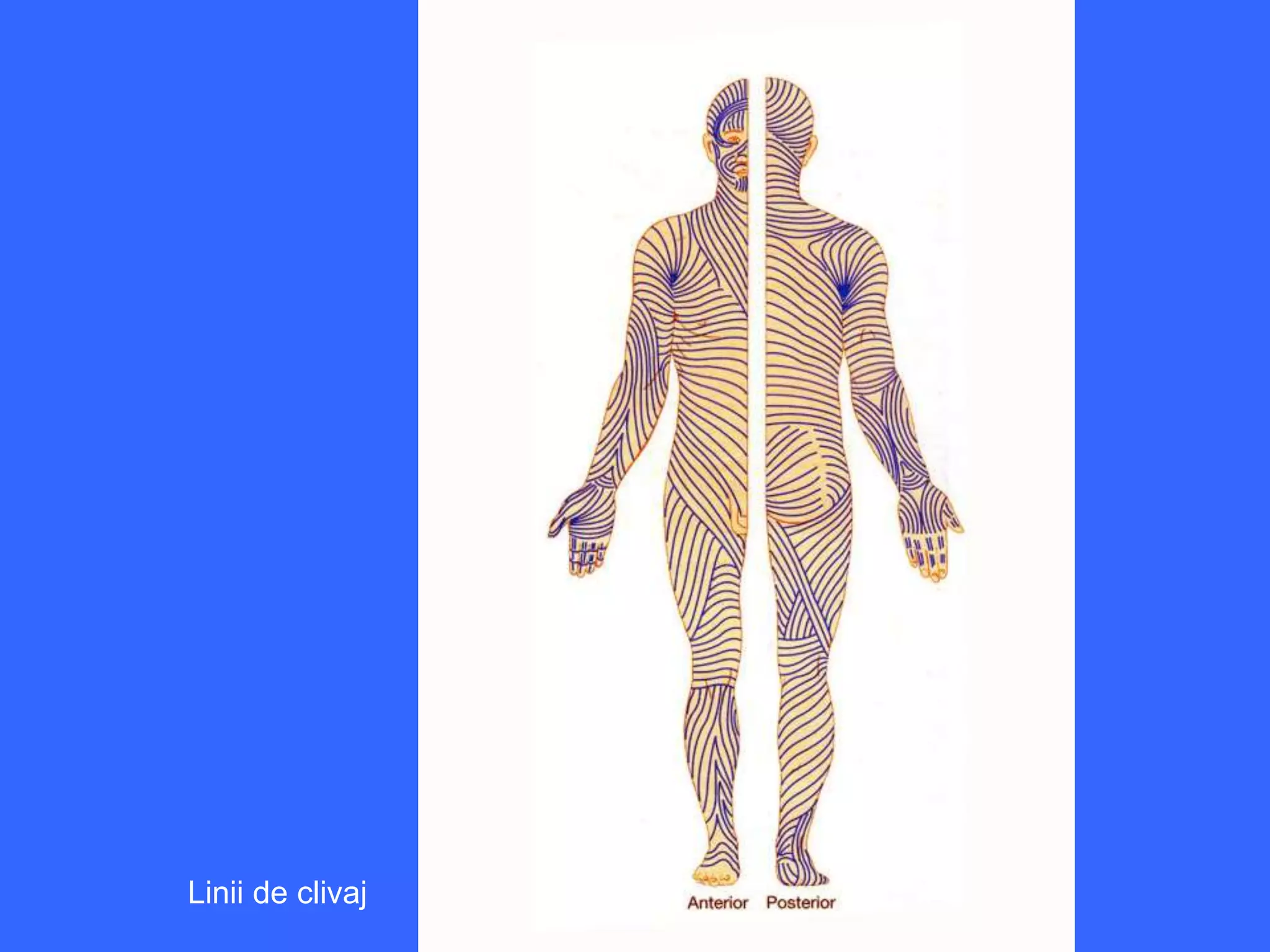 sistemul-tegumentar-ppt | PPT