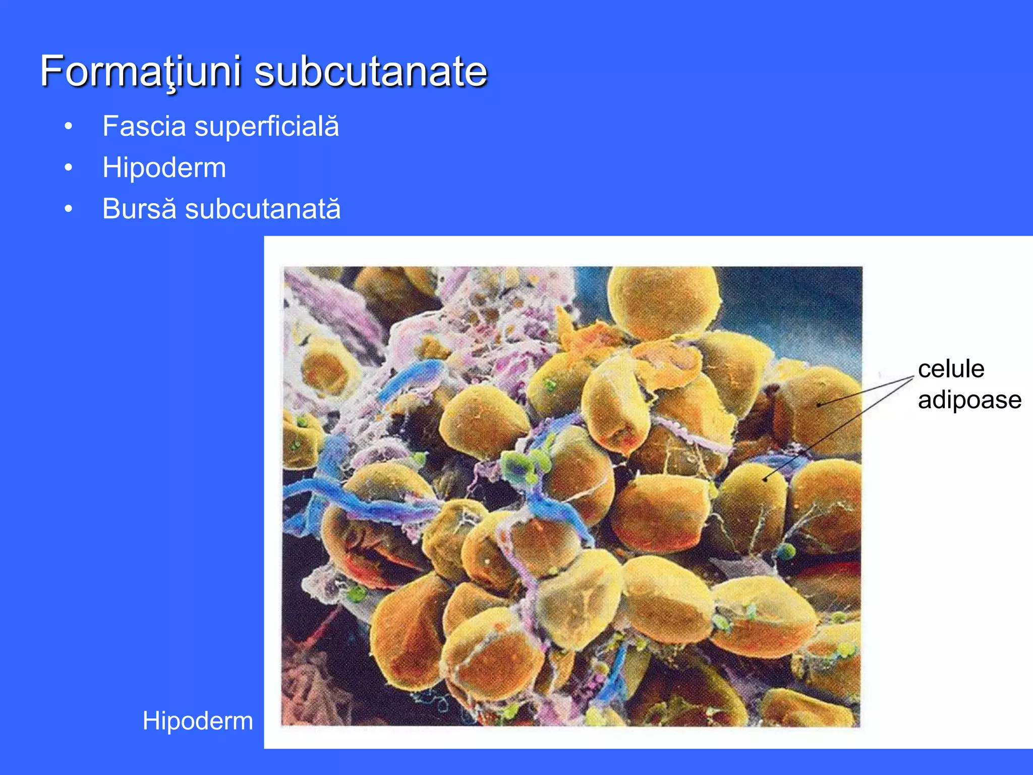 sistemul-tegumentar-ppt | PPT