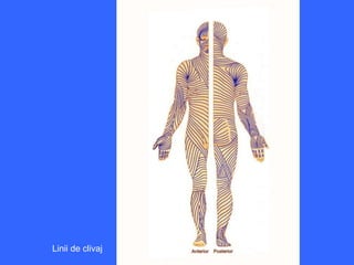 sistemul-tegumentar-ppt | PPT