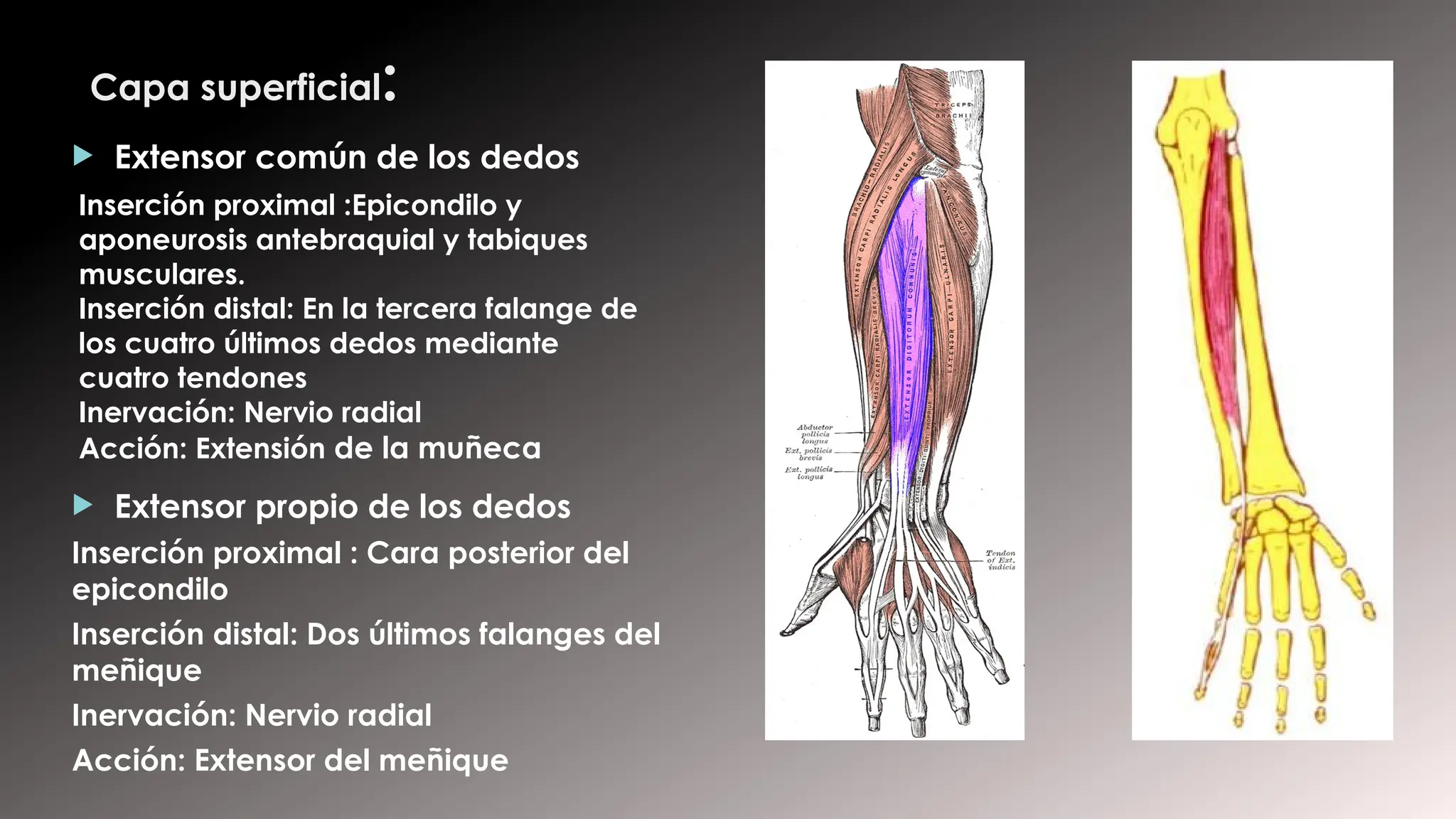 242349210-Anatomia-de-la-region-del-antebrazo-y-fosa-cubital-pptx.pptx