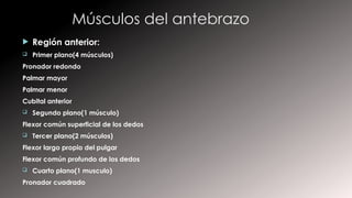 242349210-Anatomia-de-la-region-del-antebrazo-y-fosa-cubital-pptx.pptx
